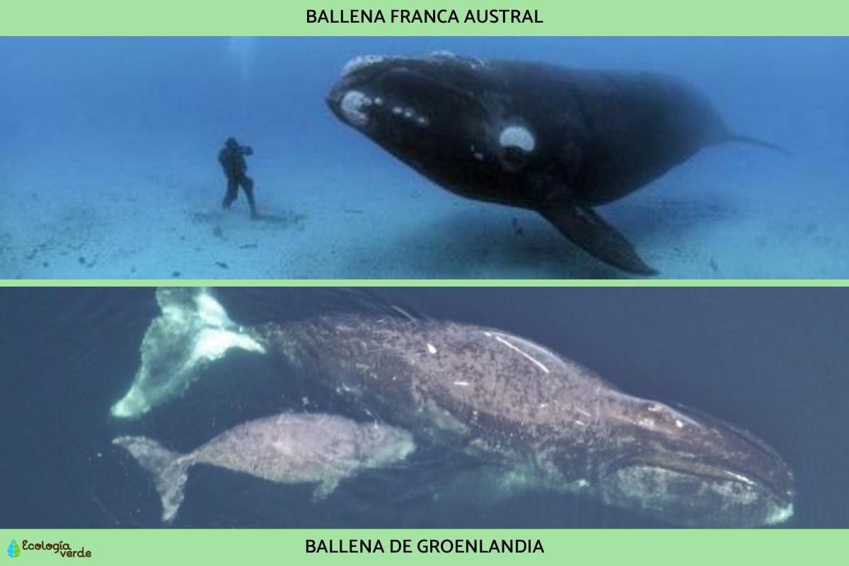 15 types de baleines - Noms, caractéristiques et PHOTOS des espèces de ...