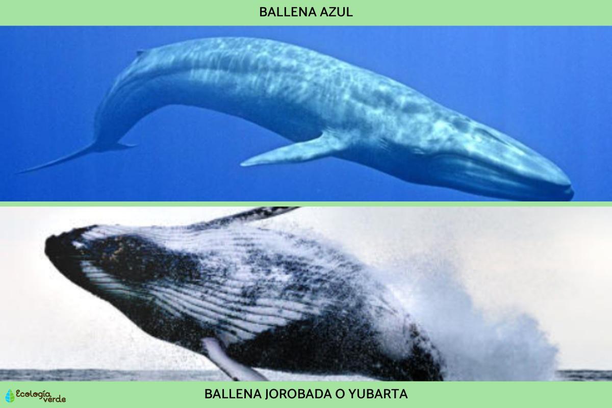 15 types de baleines - Noms, caractéristiques et PHOTOS des espèces de ...