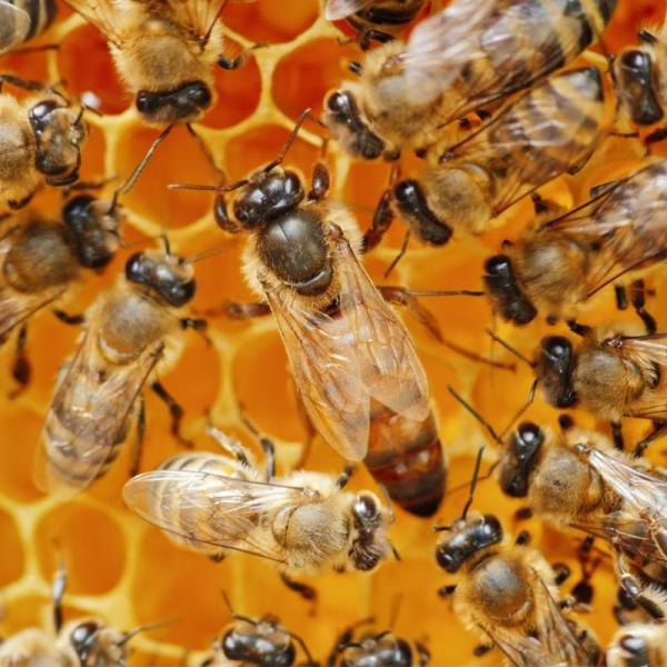Reine Des Abeilles