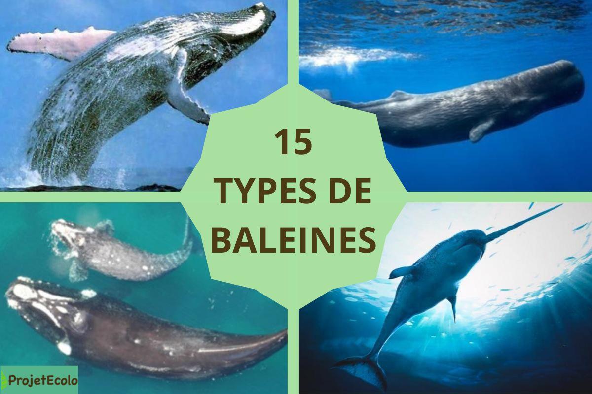 15 types de baleines - Noms, caractéristiques et PHOTOS des espèces de ...