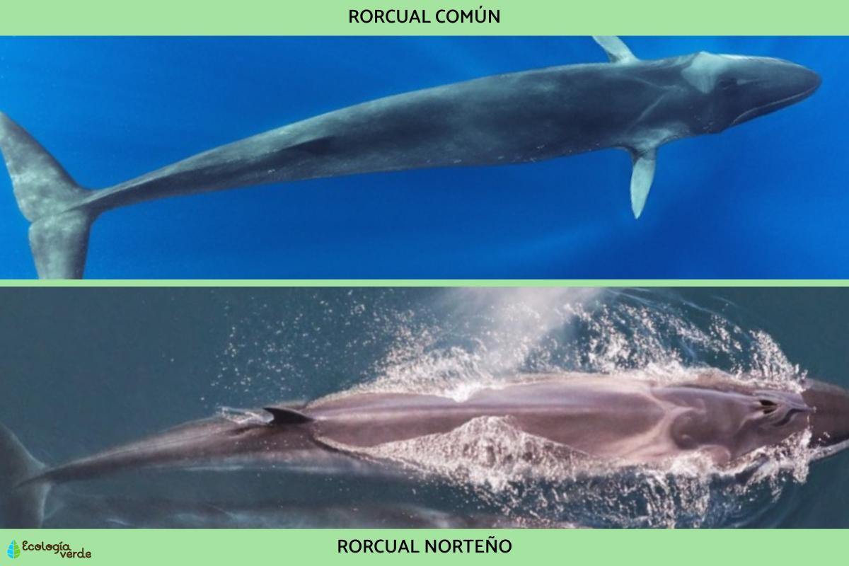 15 types de baleines - Noms, caractéristiques et PHOTOS des espèces de ...