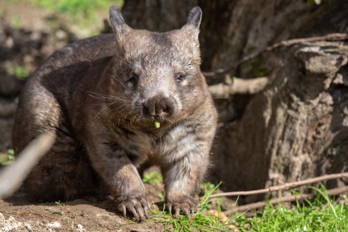 Wombat : marsupial, crottes et habitat