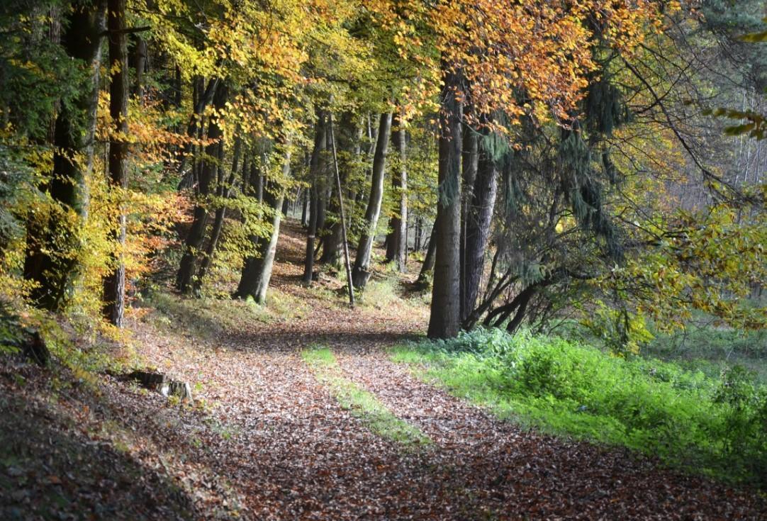 Écosystème FORESTIER - Définition, caractéristiques, flore et faune