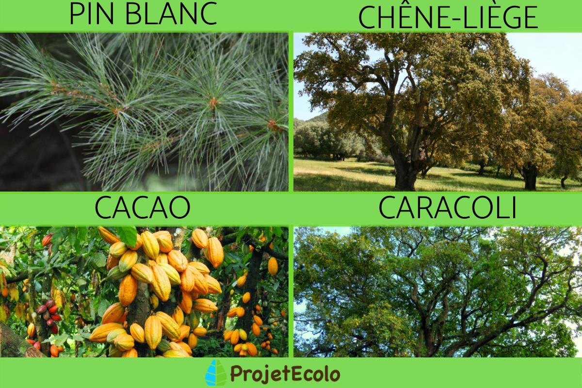 Écosystème FORESTIER - Définition, caractéristiques, flore et faune