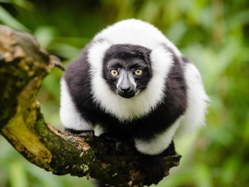 L'importance de la protection des animaux