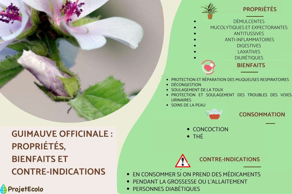 Guimauve officinale : propriétés, bienfaits et contre-indications