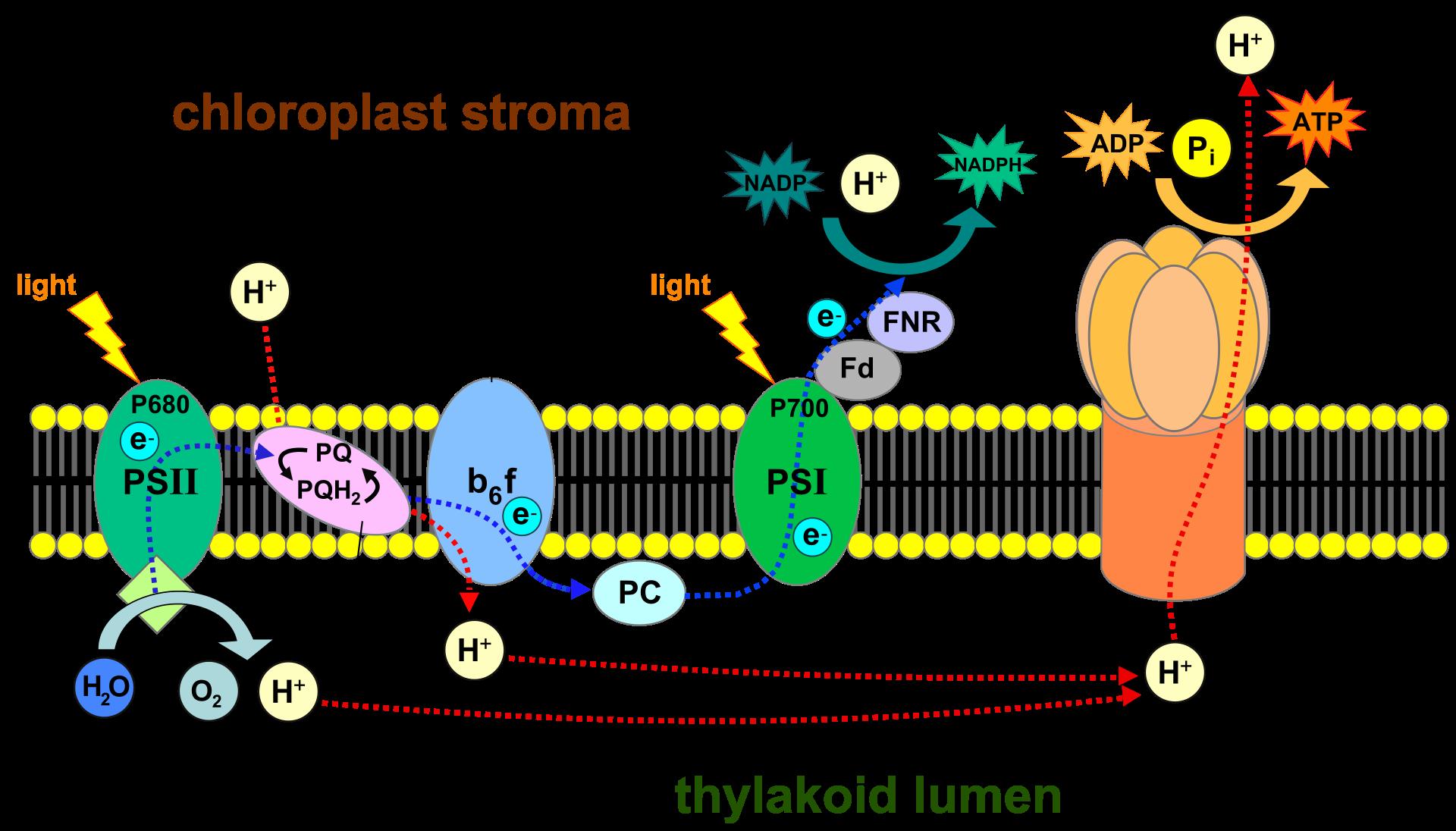 Thylakoïde : Définition, fonction et structure