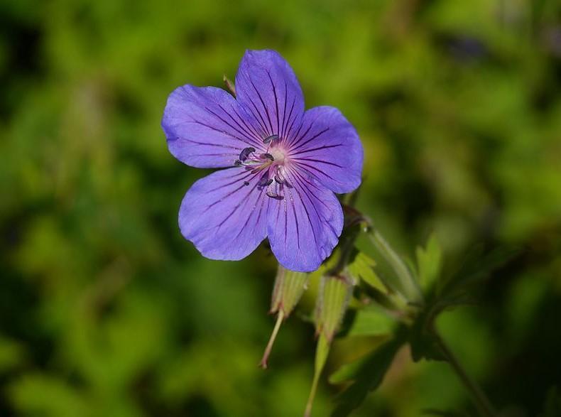 23 VARIÉTÉS de GÉRANIUMS - Noms, caractéristiques et photos