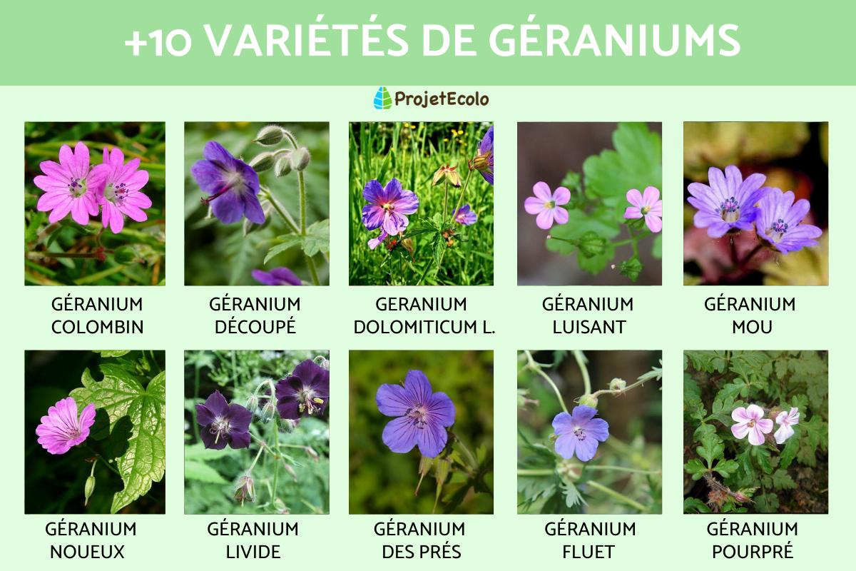 23 VARIÉTÉS de GÉRANIUMS - Noms, caractéristiques et photos