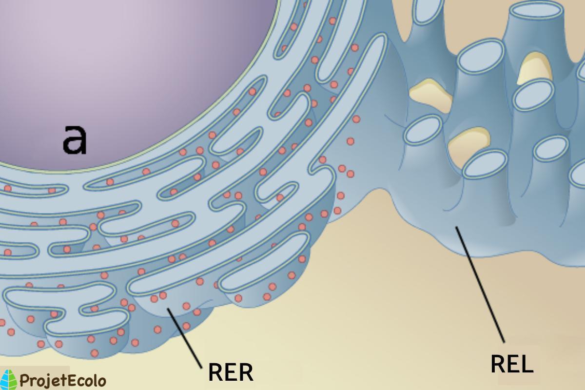 RÉTICULUM ENDOPLASMIQUE RUGUEUX : DÉFINITION et FONCTION