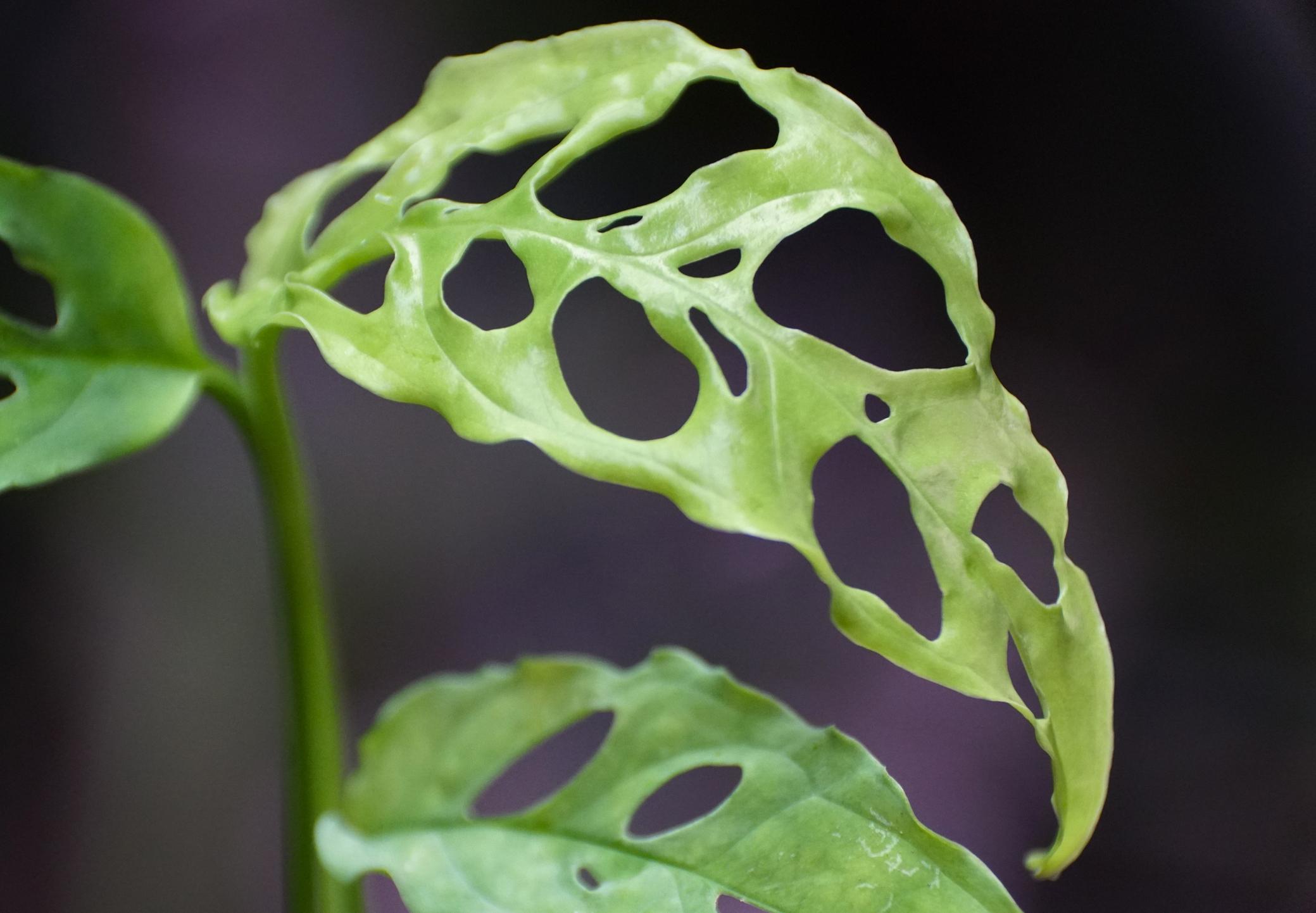 MONSTERA OBLIQUA : ENTRETIEN - Guide complet ! Variété Monstera ...