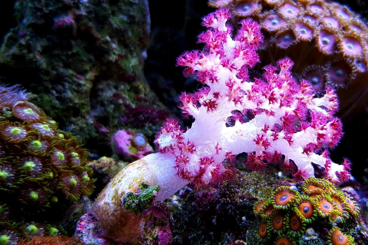 Coraux mous : Définition, caractéristiques, types et nourriture