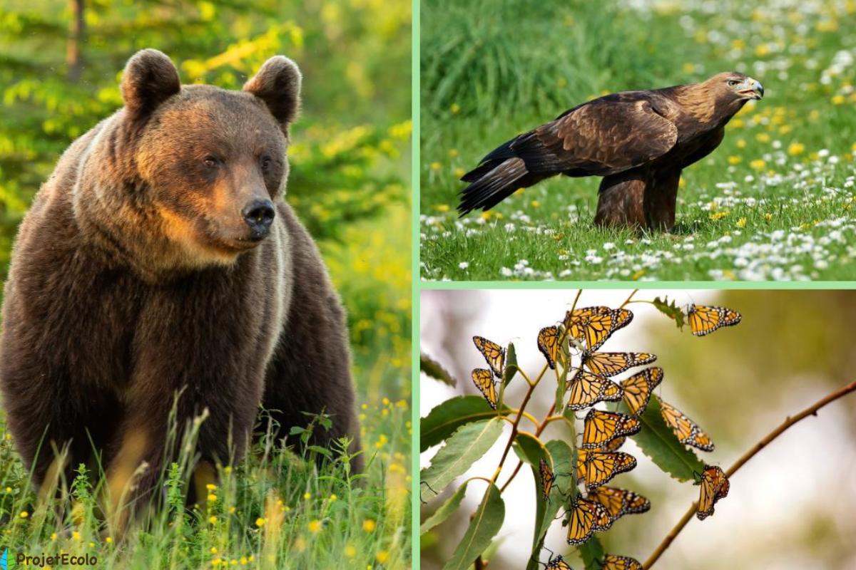 Climat montagnard : définition, caractéristiques, types, flore et faune