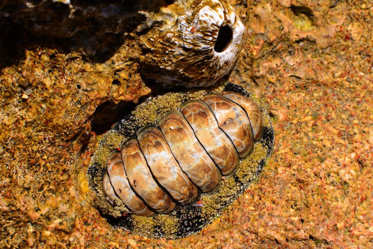 Chitons : Caractéristiques, alimentation et habitat