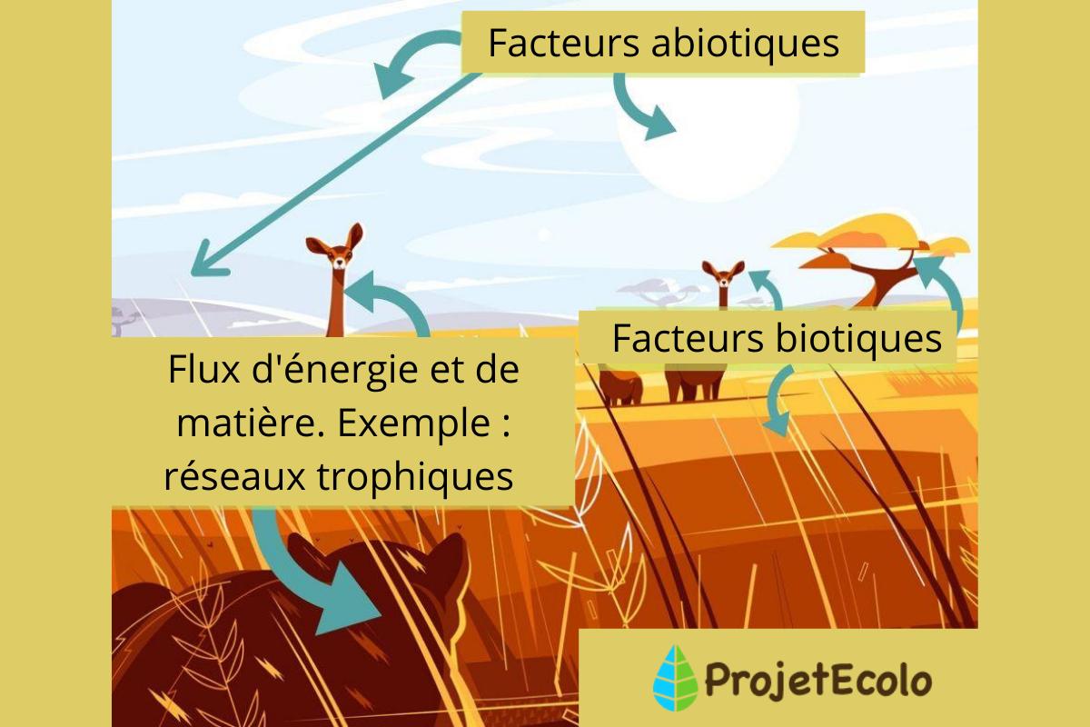 Fonctionnement d'un écosystème - Schémas, définitions et exemples