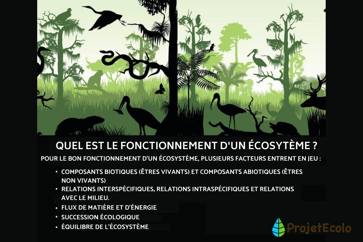 Fonctionnement d'un écosystème - Schémas, définitions et exemples