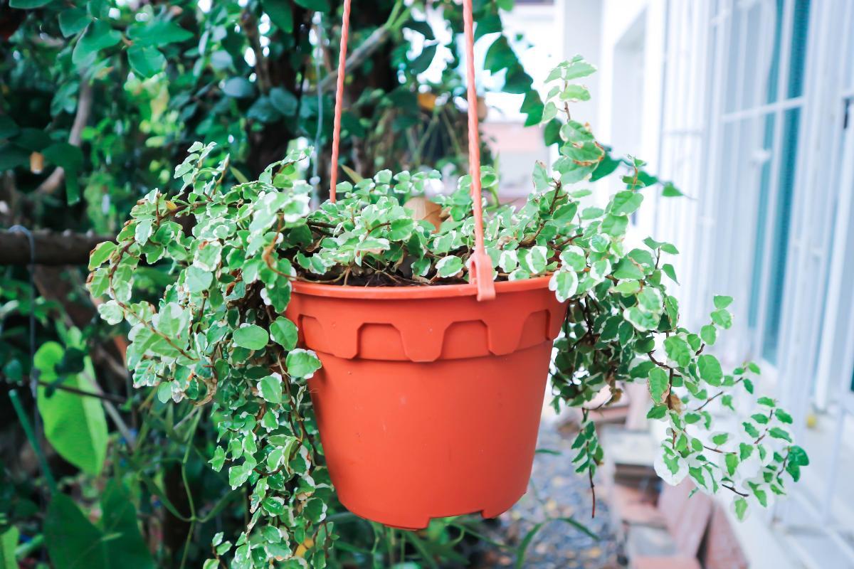 FICUS PUMILA - Entretien et reproduction