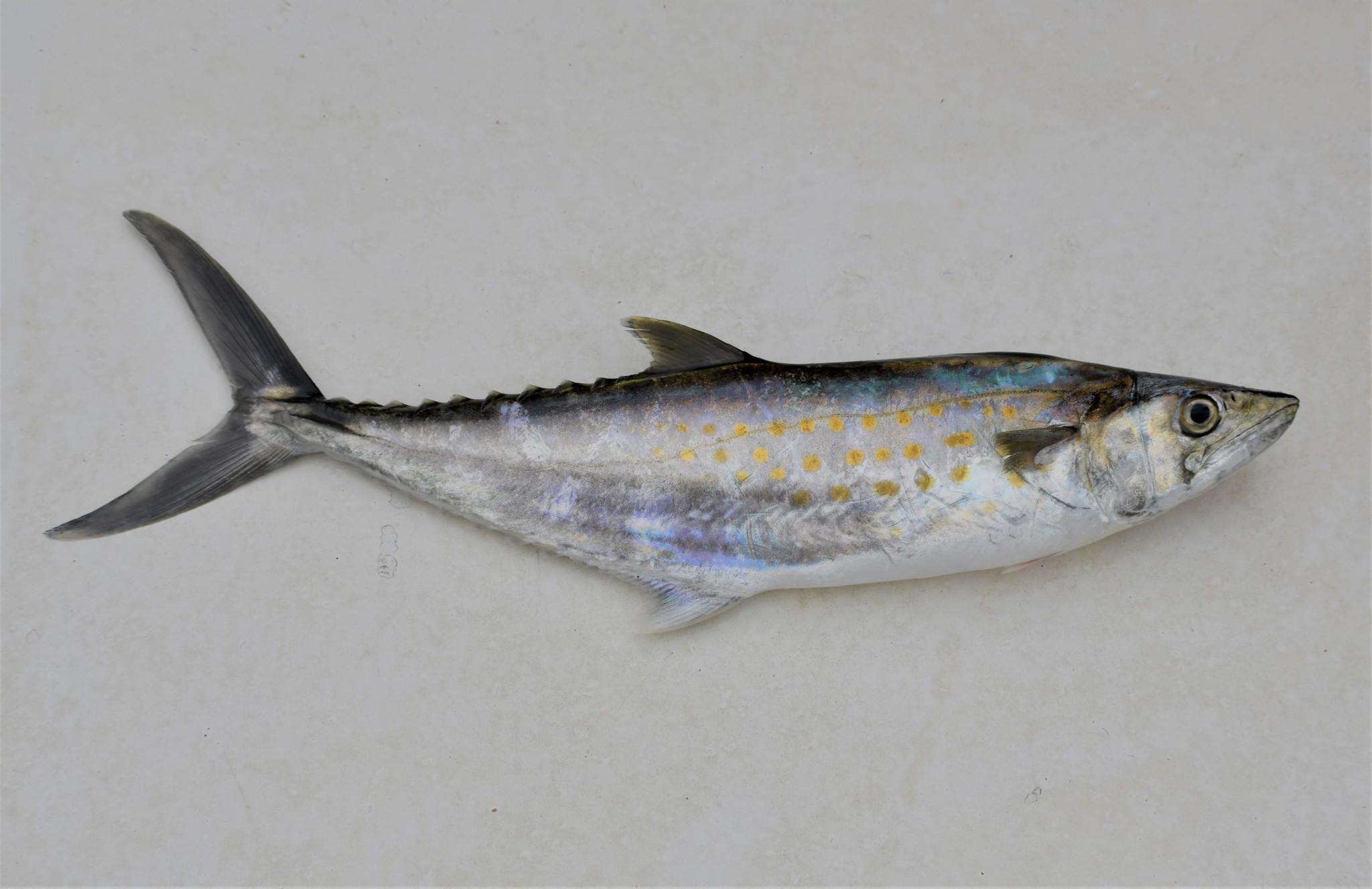 Poissons pélagiques : caractéristiques et exemples