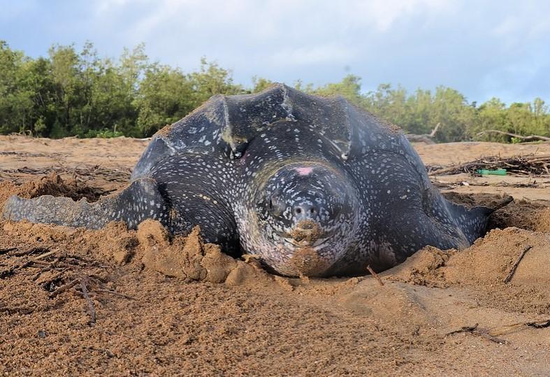 Les 21 animaux les plus GRANDS du MONDE - Liste et photos