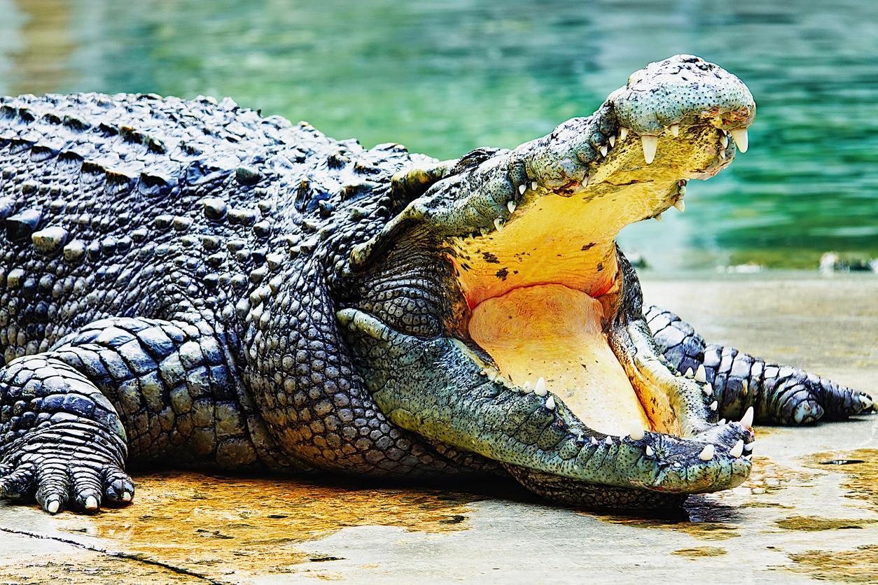 Les 21 animaux les plus GRANDS du MONDE - Liste et photos