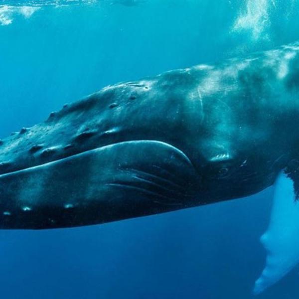 Le Plus Grand Animal Du Monde