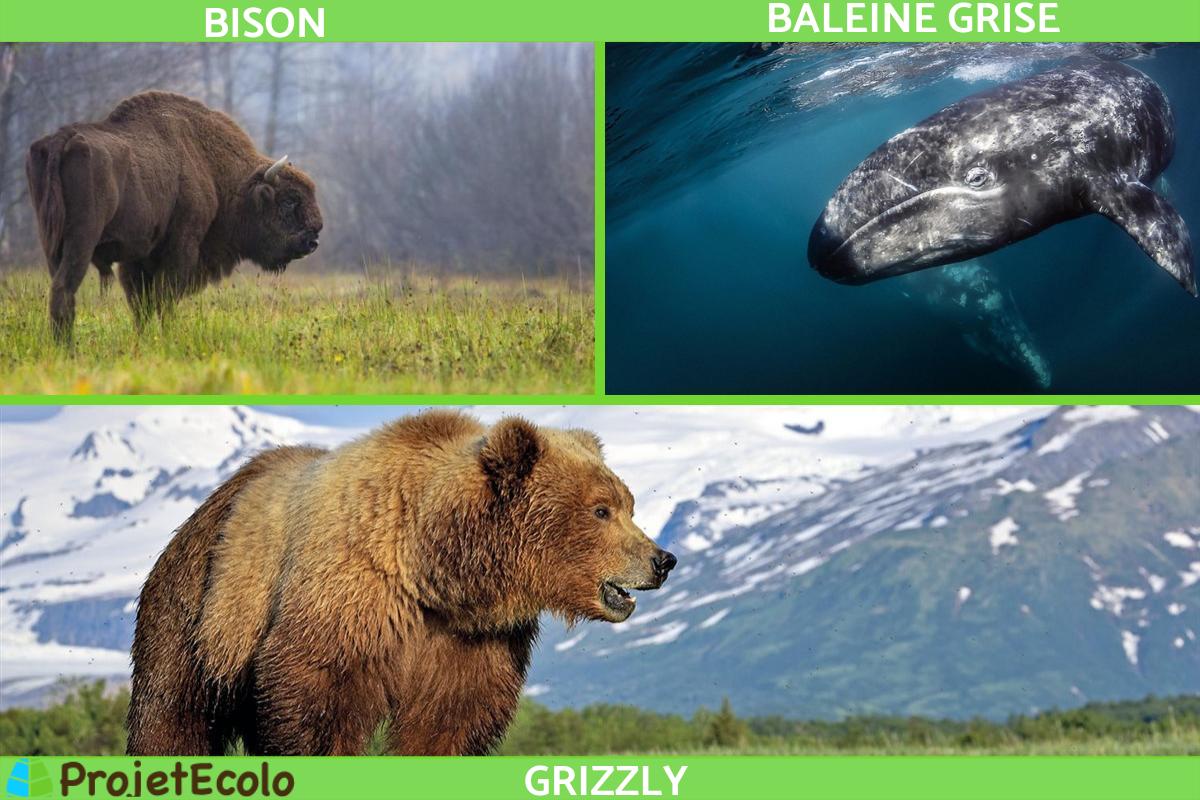 Faune et flore du Canada - Caractéristiques et EXEMPLES