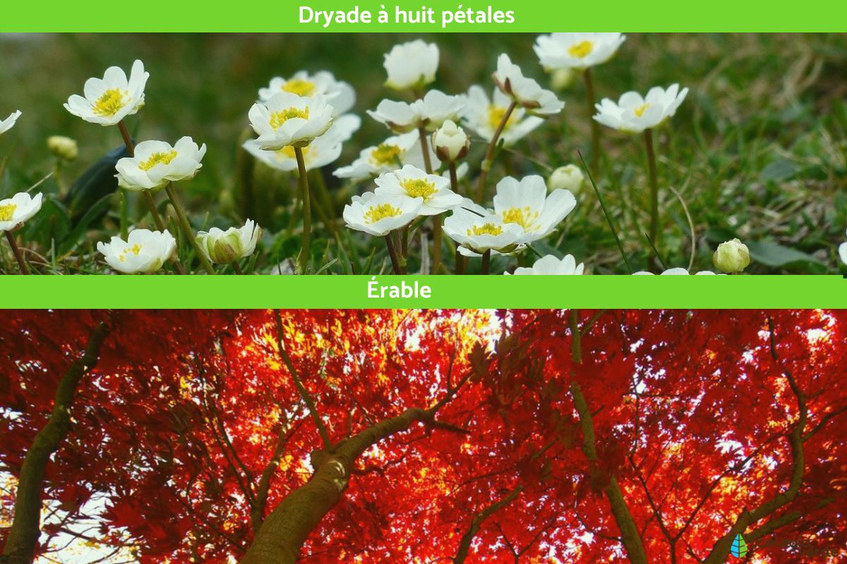 Faune et flore du Canada - Caractéristiques et EXEMPLES