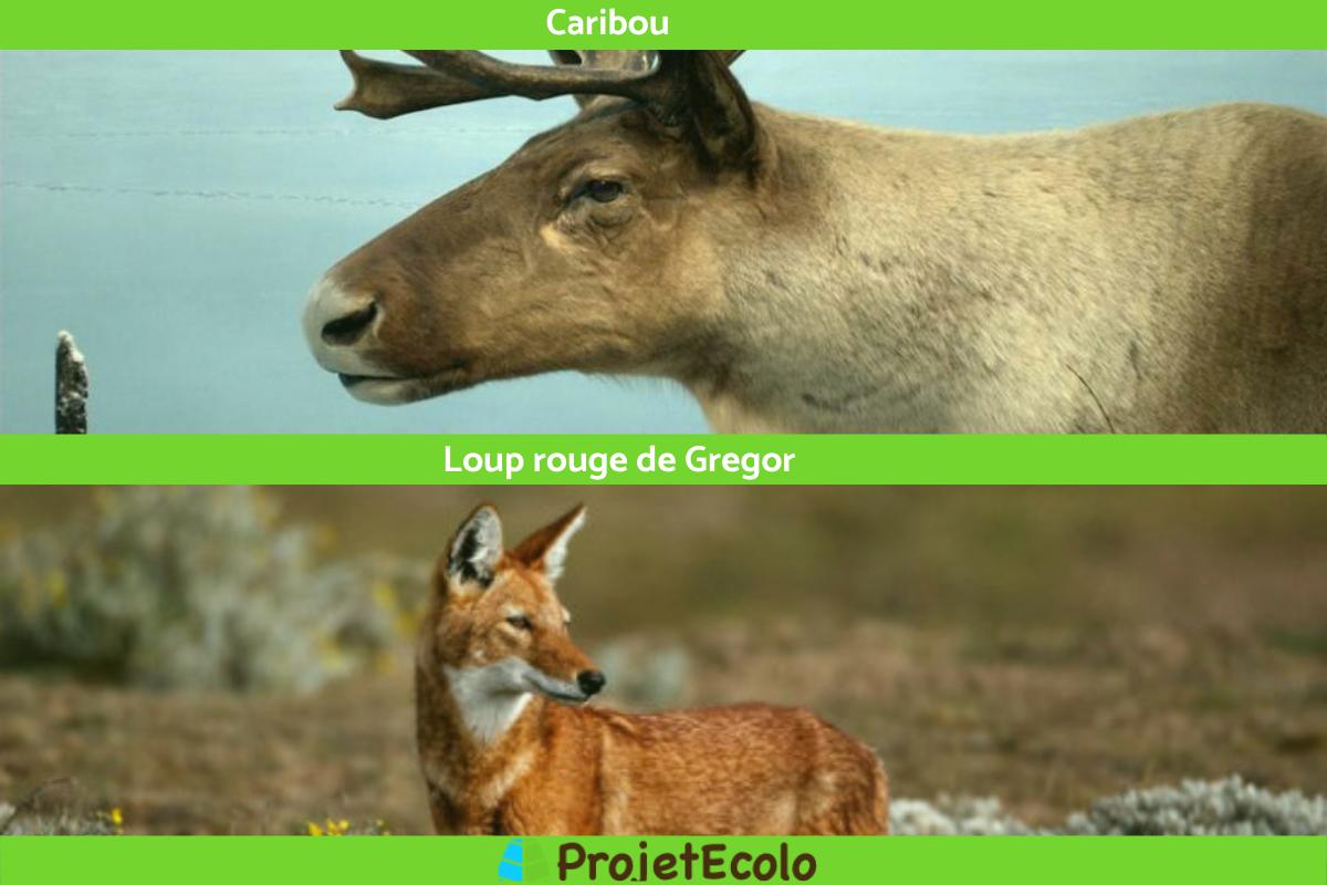 Faune et flore du Canada - Caractéristiques et EXEMPLES