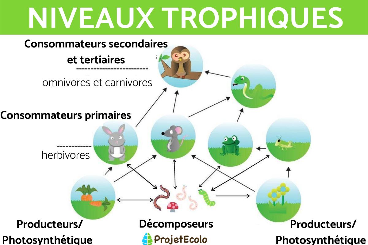 Niveau TROPHIQUE : Définition, rôle et exemples Niveau TROPHIQUE : Définition, rôle et exemples
