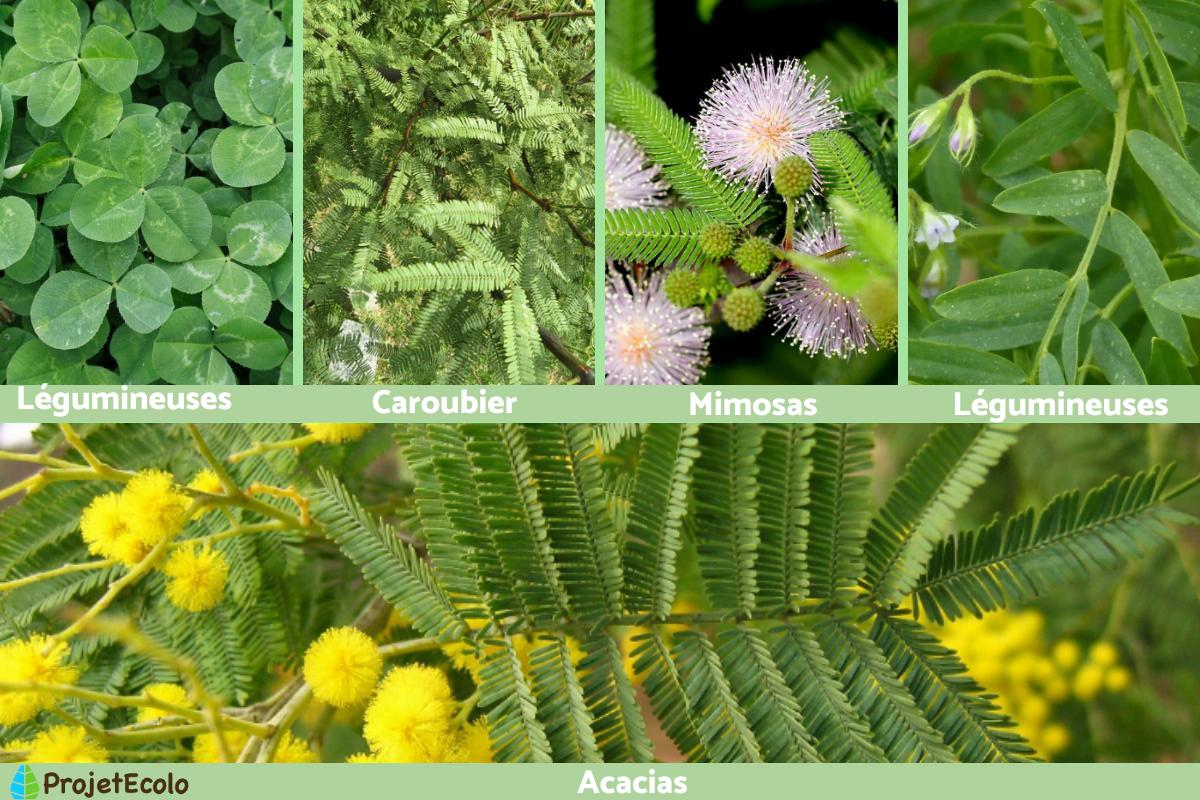 Feuilles composées : Définition, types et exemples