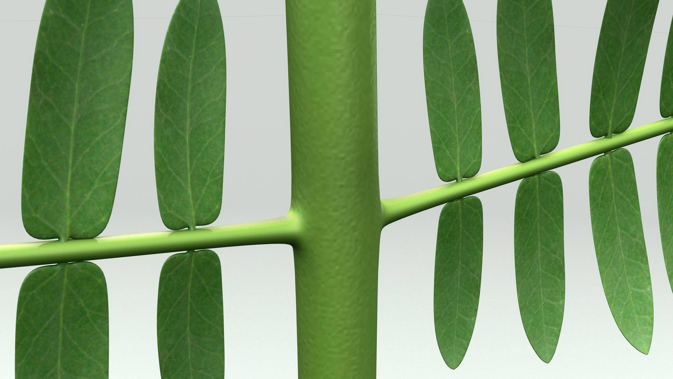 Feuilles composées : Définition, types et exemples