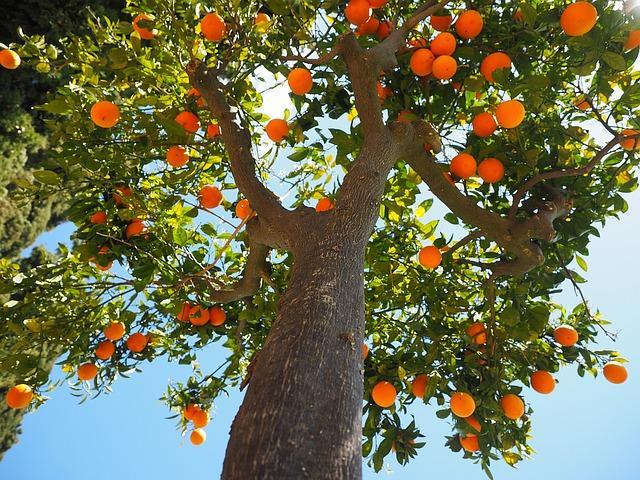 ANGIOSPERMES : Définition, reproduction, caractéristiques et exemples
