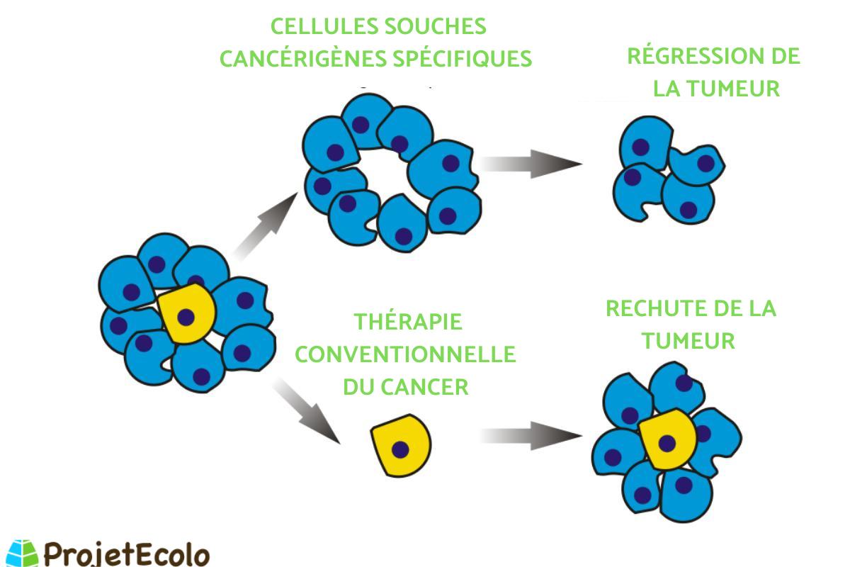 Cellule souche : Définition, caractéristiques et rôle