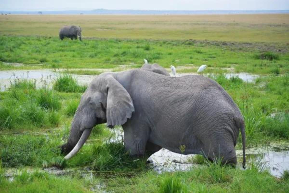 TOP 20 des ANIMAUX les PLUS DANGEREUX du MONDE