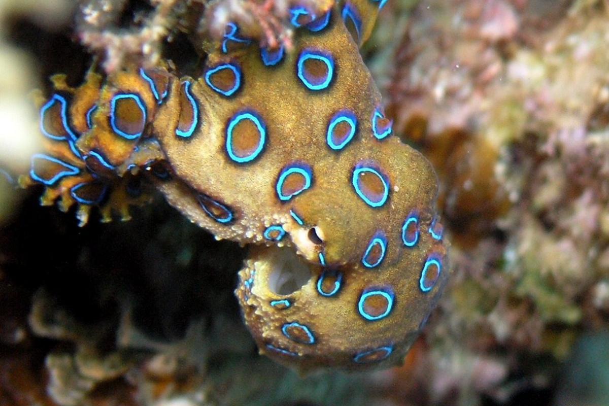 TOP 20 des ANIMAUX les PLUS DANGEREUX du MONDE