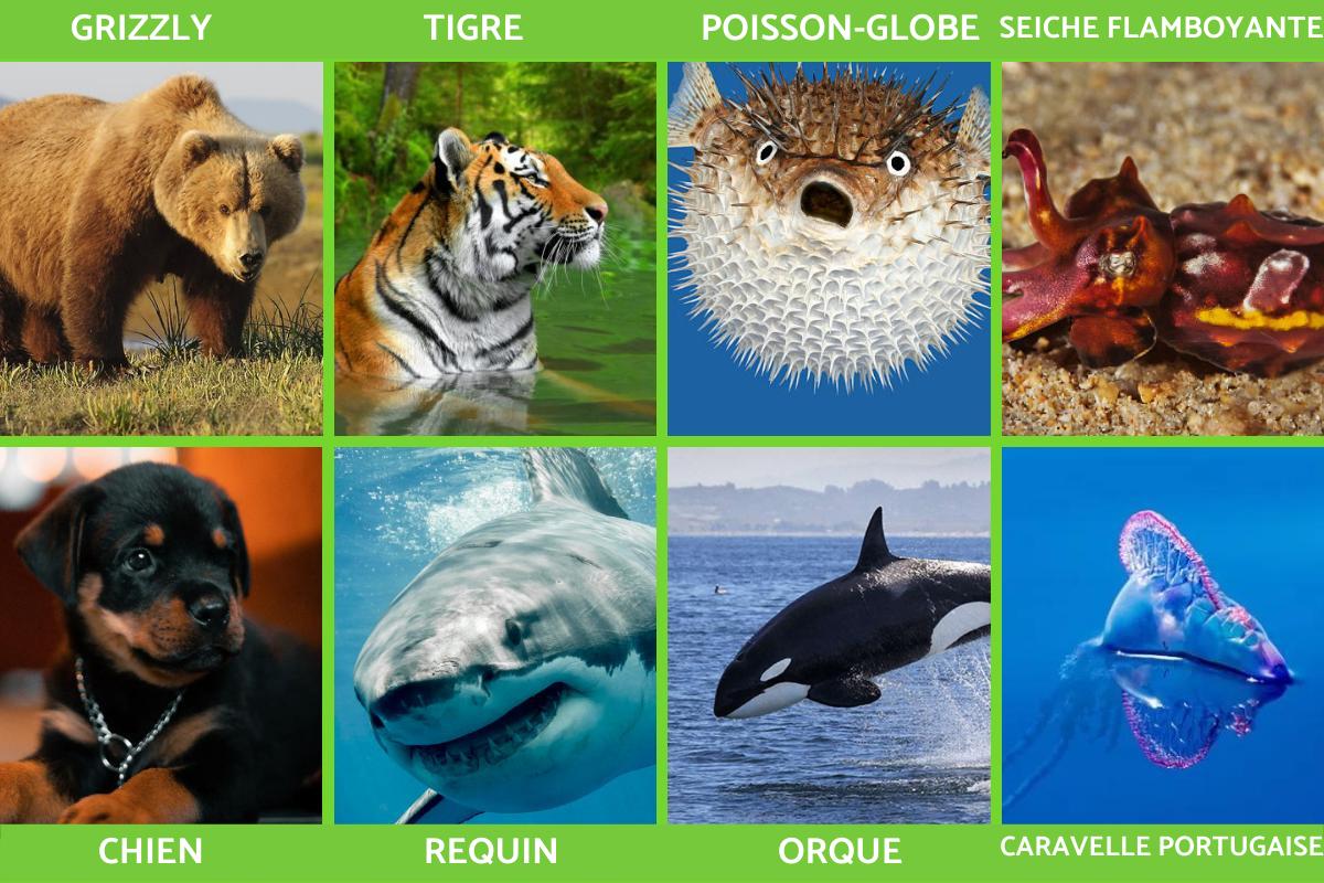 TOP 20 des ANIMAUX les PLUS DANGEREUX du MONDE