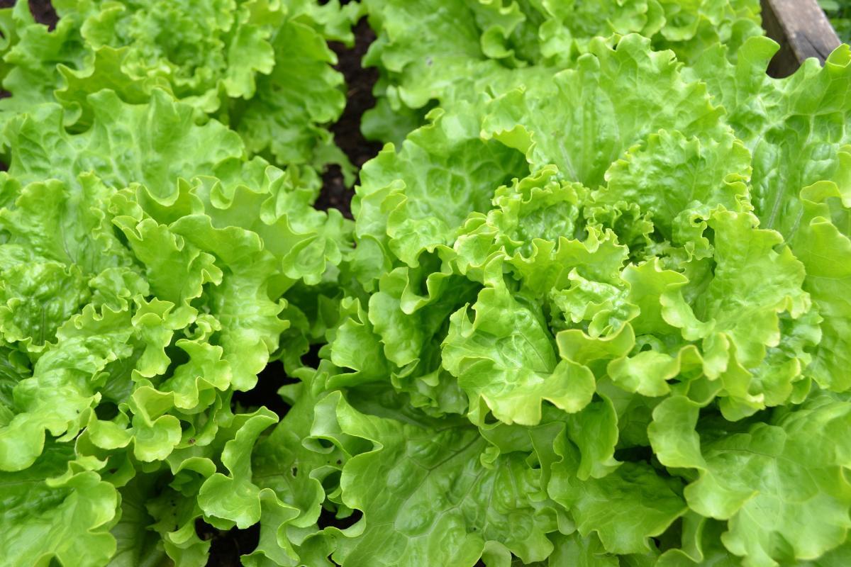 14 Types de laitue - Noms et PHOTOS