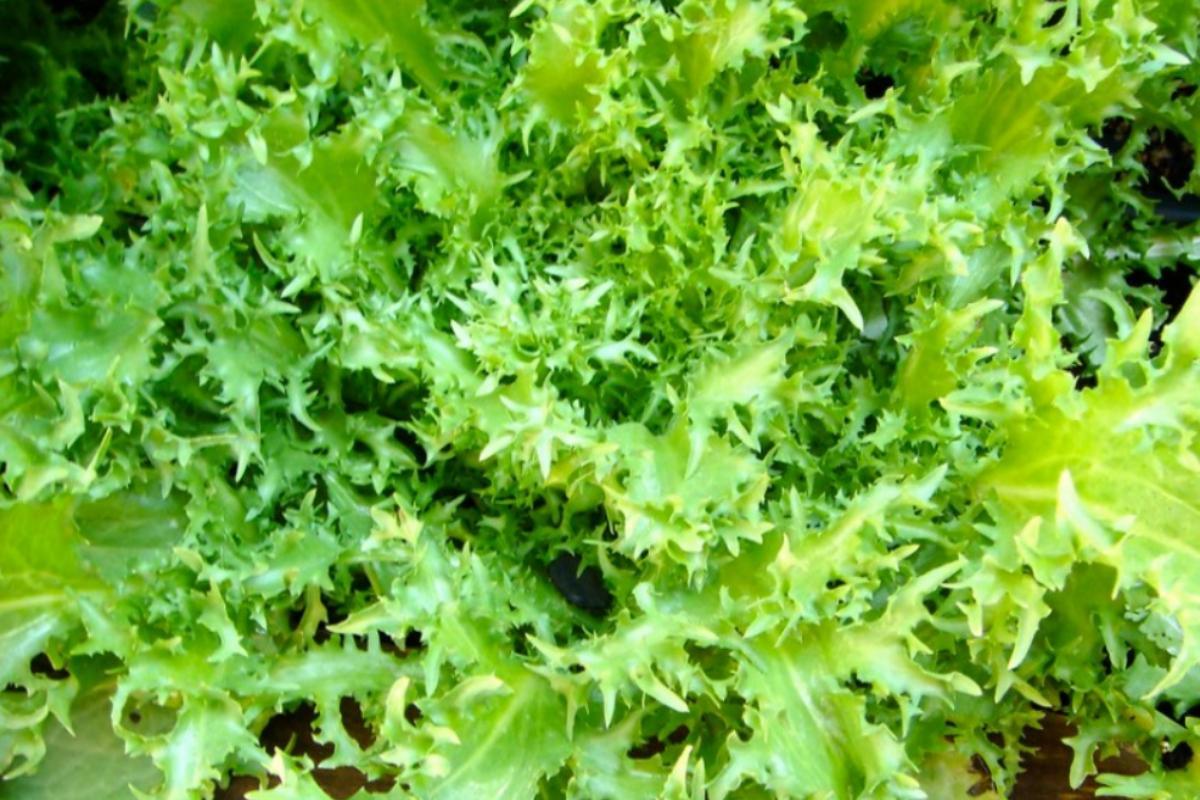 14 Types de laitue - Noms et PHOTOS