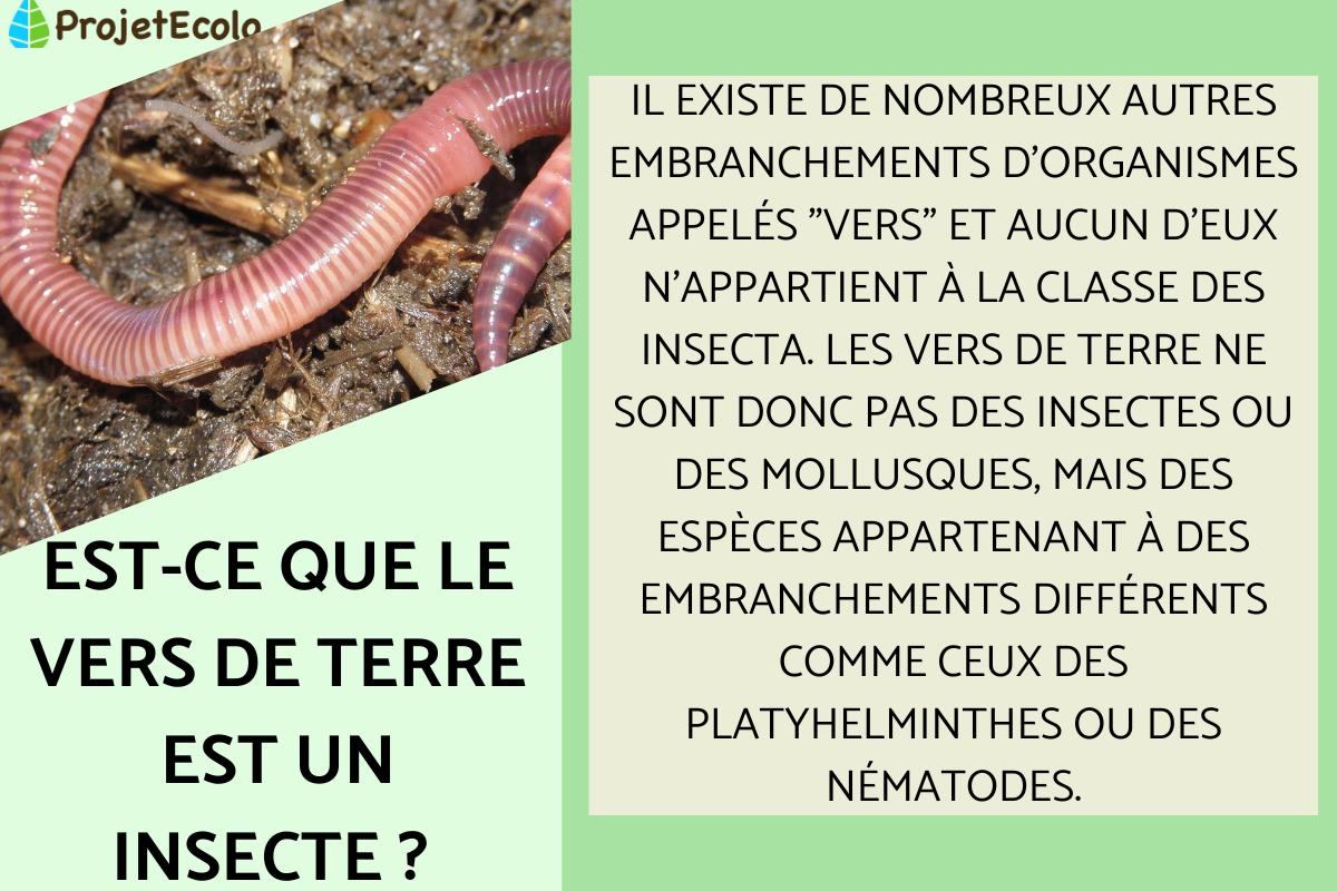Est-ce que le ver de terre est un insecte