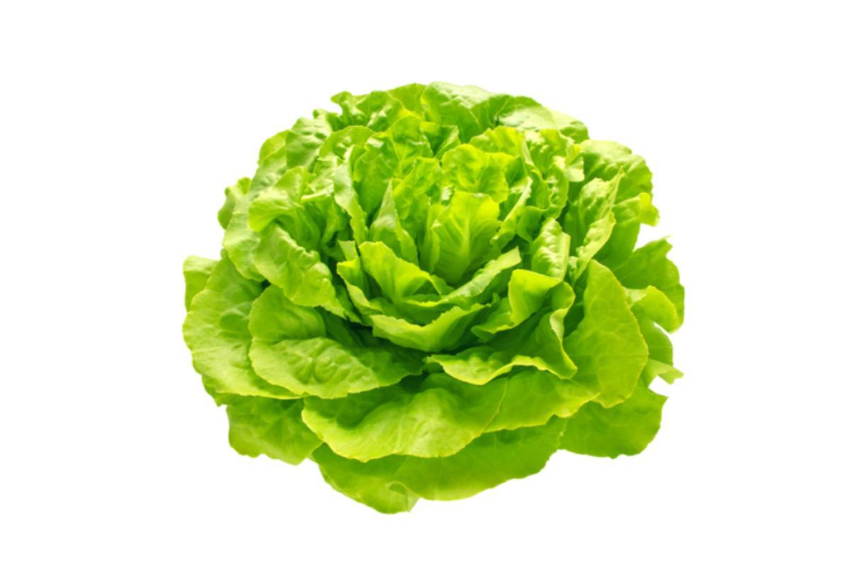 14 Types de laitue - Noms et PHOTOS