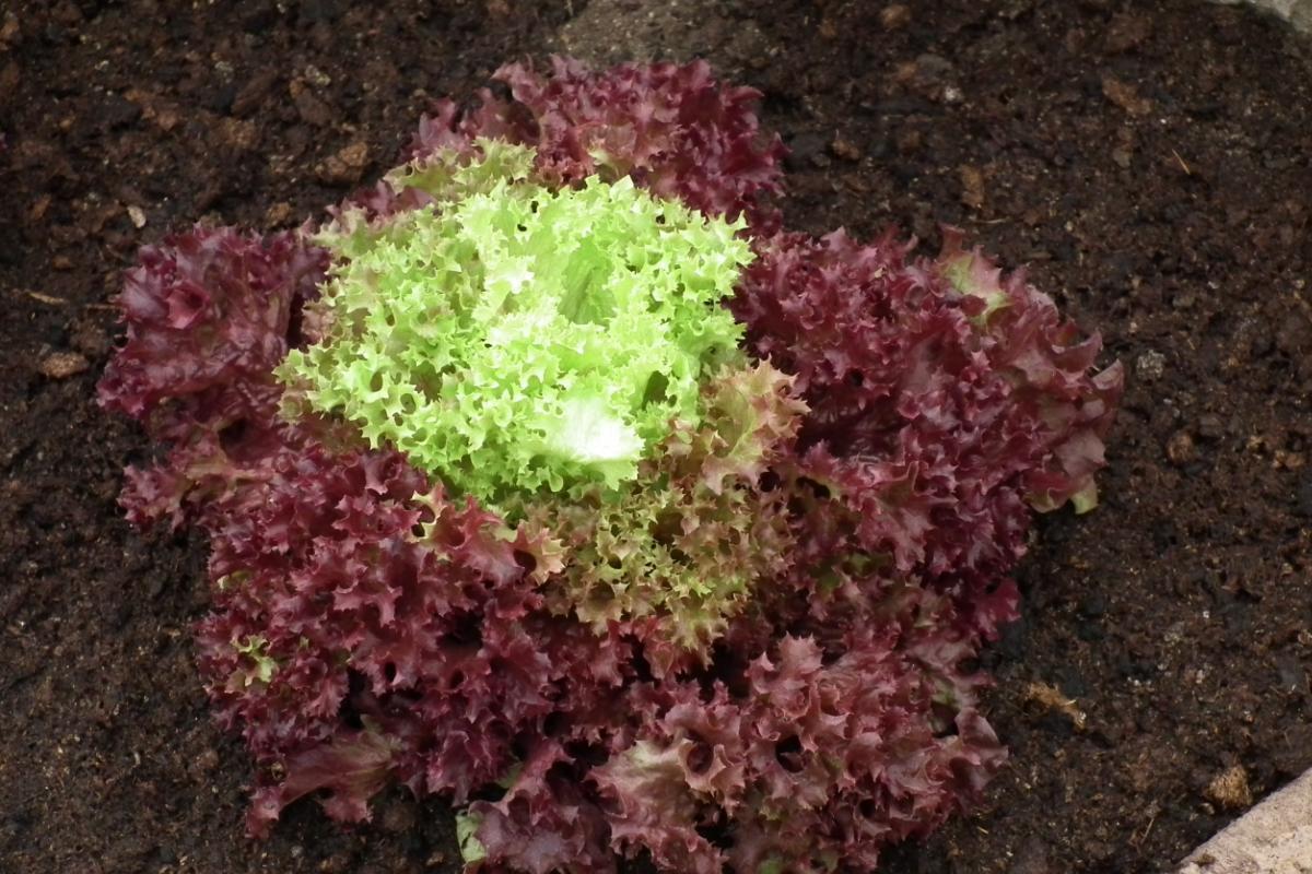 14 Types de laitue - Noms et PHOTOS