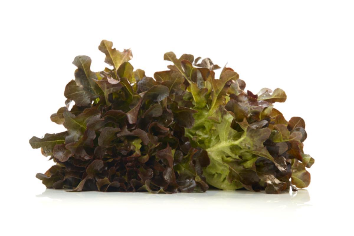 14 Types de laitue - Noms et PHOTOS