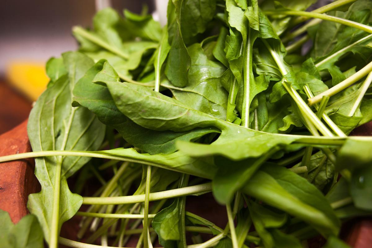 14 Types de laitue - Noms et PHOTOS