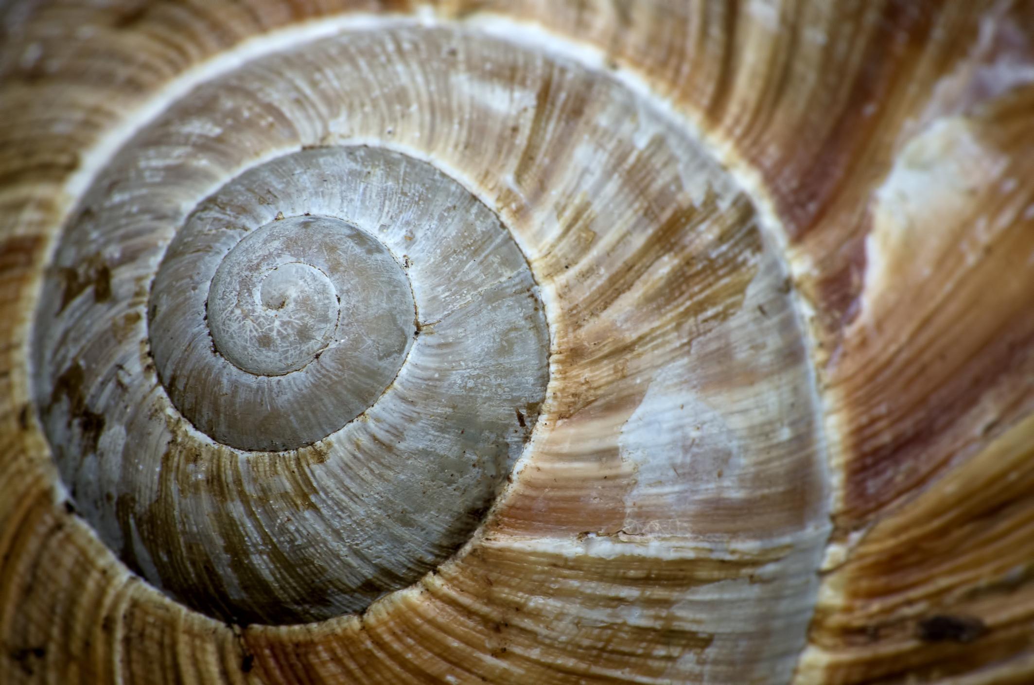 Anatomie de l'escargot - RÉSUMÉ et IMAGE