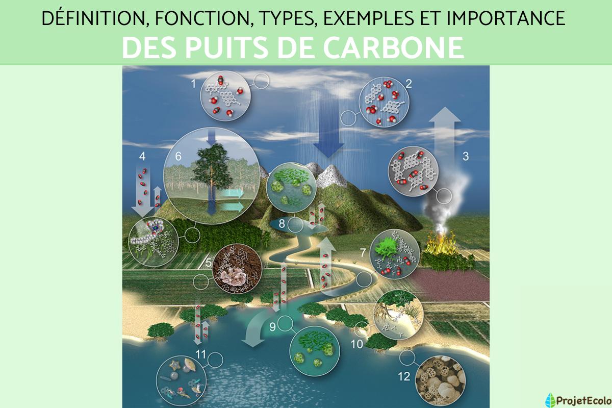 Puits de carbone : Définition, fonction, types, exemples et importance