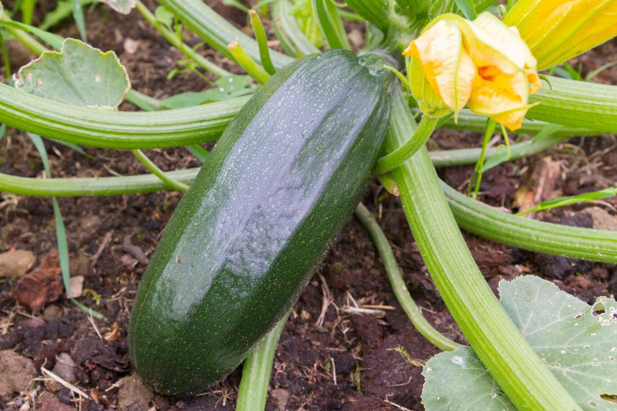 Comment planter des courgettes – Guide pratique