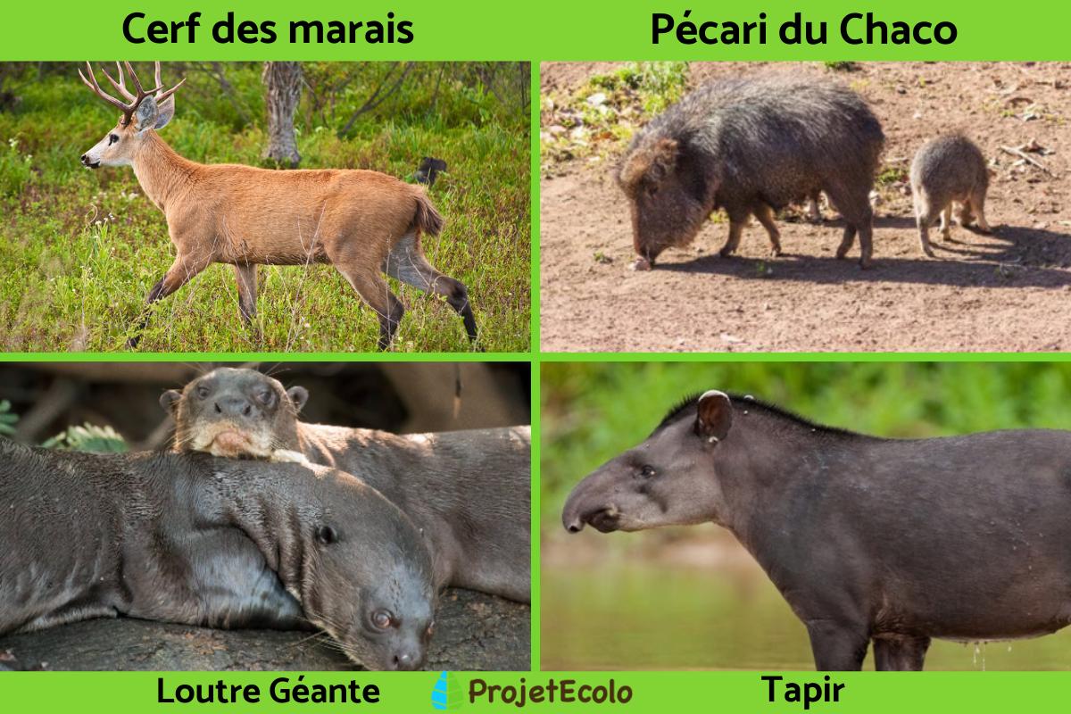Faune et flore du Paraguay - Caractéristiques et espèces