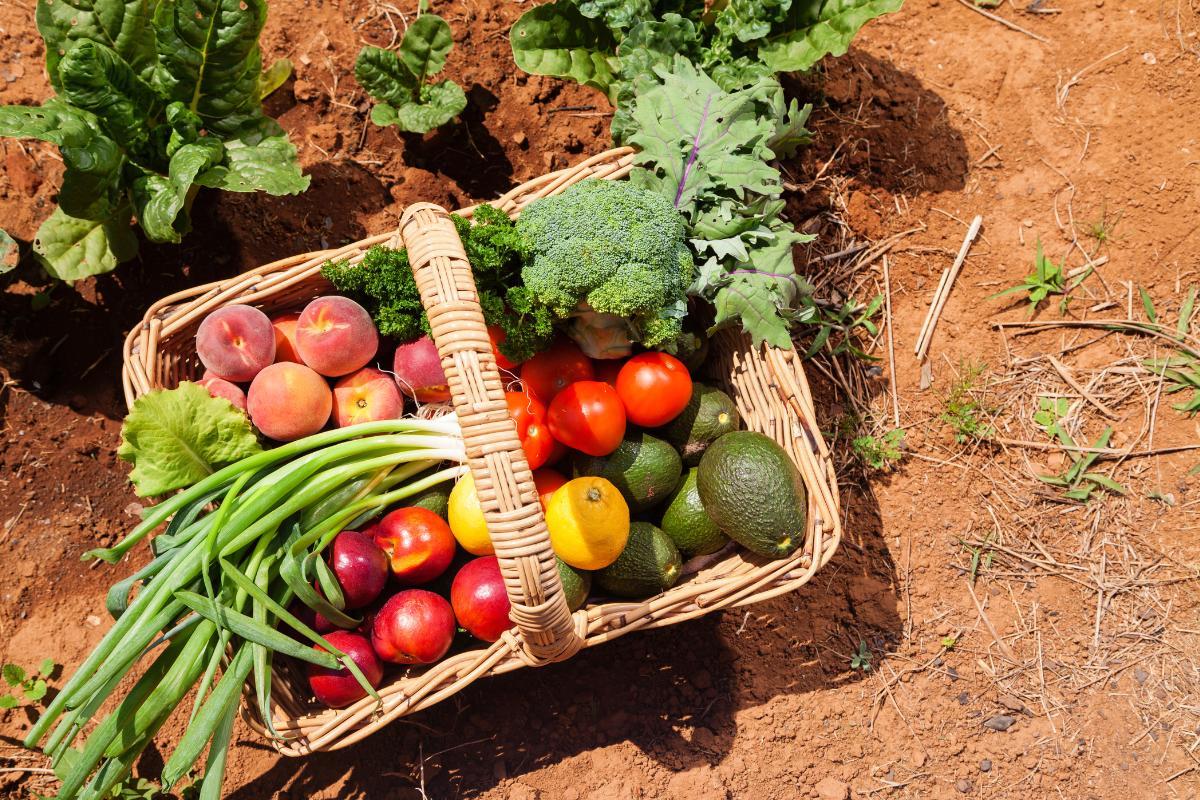 PRODUITS LOCAUX : EXEMPLES et AVANTAGES