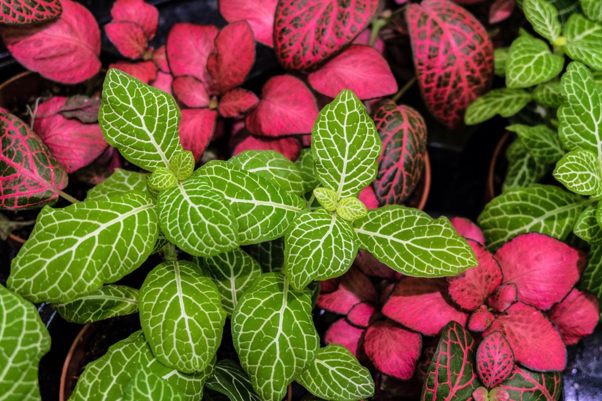 FITTONIA : ENTRETIEN et REPRODUCTION - Guide pratique