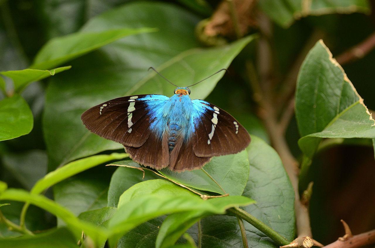 Espèces jumelles : Définition et exemples